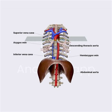 Azygos Venous System Anatomyapp