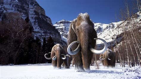 Checking Dna Against Elephants Hints At How Mammoths Got Woolly Npr