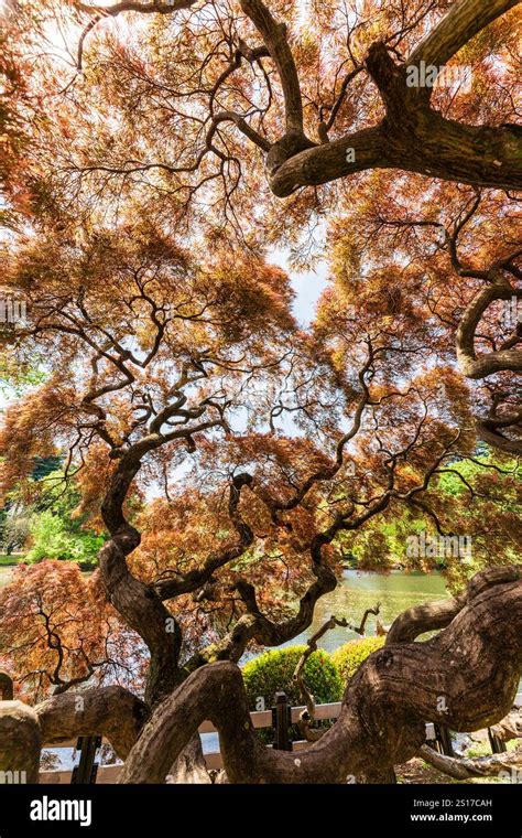 Old And Twisted Maple Tree With Its Distinctive Brown Leaves Behind Is