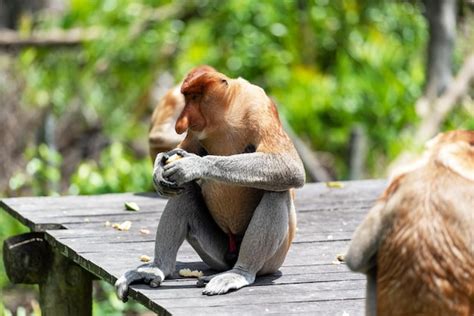Mono Probóscide Macho Nasalis Larvatus O Mono De Pico Largo Foto Premium