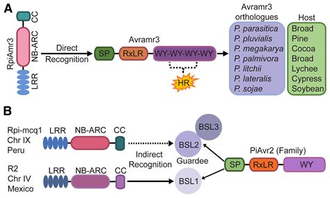 Rxlr Effectors Master Modulators Modifiers And Manipulators