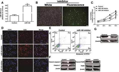 Mir 149 Increases Cell Proliferation And Inhibits Cell Apoptosis In Os