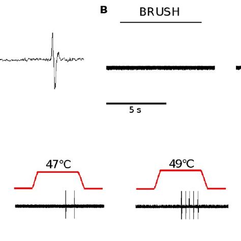Functional Classification Of Cutaneous C Nociceptors A An Example Of Download Scientific