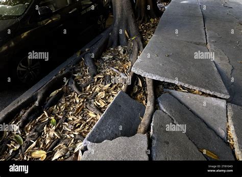 Tree Roots Pushing Up Pavement Slabs Stock Photo Alamy