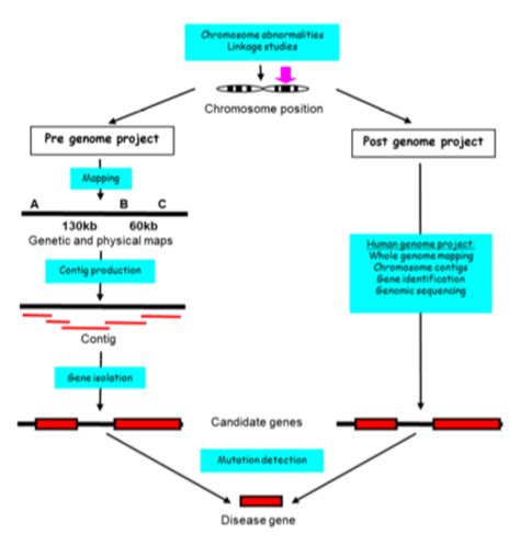 CMP L1 Genomics And Genetic Disease Chromosomal Abnormalities