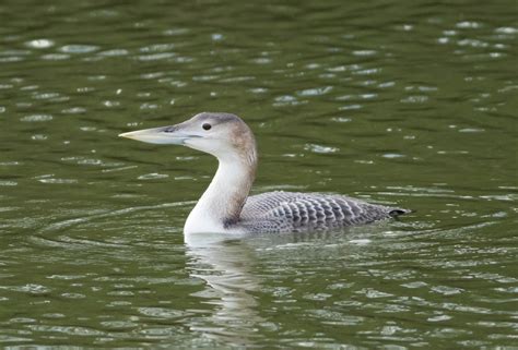 Pixie Birding Bananabill White Billed Diver Makes Landfall In