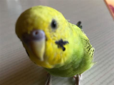ノーマルセキセイインコ探しています
