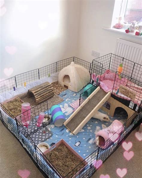 Guinea Pig Cage Layout Ideas At David Greenfield Blog
