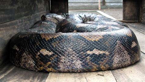 Missing Indonesian Man Found Dead Inside A 23 Ft Python Time