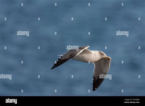 Atlantic Yellow Legged Gull Larus Michahellis Atlantis On The Azores