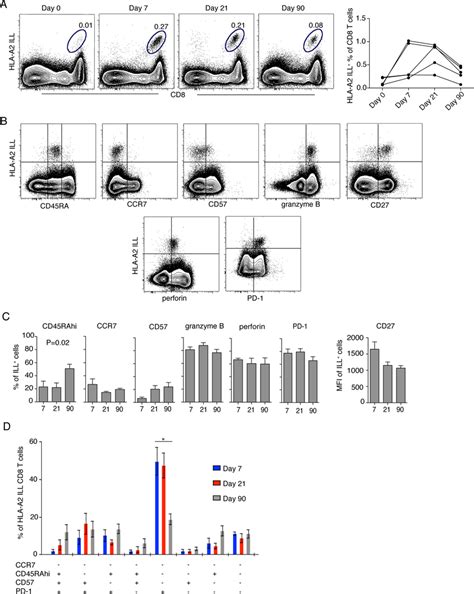 Effector And Memory Differentiation Of Tbev Specific Cd8 T Cells A Download Scientific