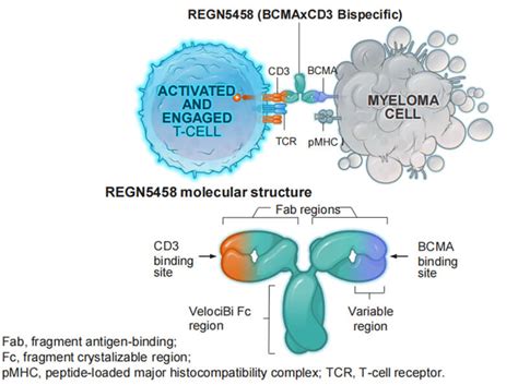 Bcmacd3 Bispecific Antibodies For Multiple Myeloma Mm Biopharma Peg Bcmacd3 Bispecific Antibodies For Multiple Myeloma Mm Biopharma Peg