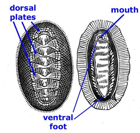 Chiton Diagram