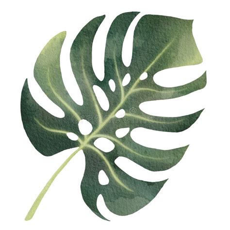 Home Plant Watercolor Image Of A Large Green Monstera Leaf With Cuts