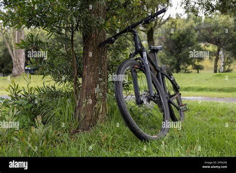 Metal Bicycle Leaning Against A Leafy Tree In A Park Means Of