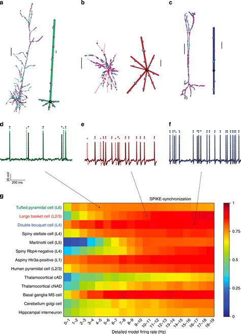 hu computational brain science breakthrough simplifies complex neuron