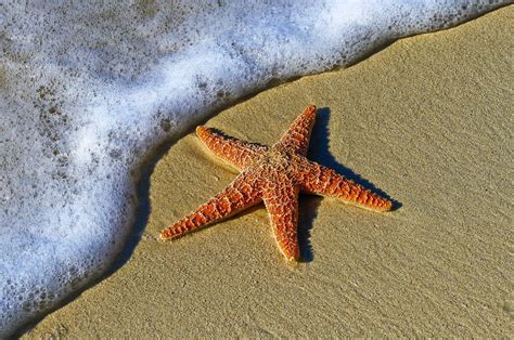 Animals That Can Regenerate Body Parts