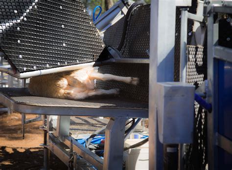 The Clipex All In One Sheep Handler The Farmer Magazine