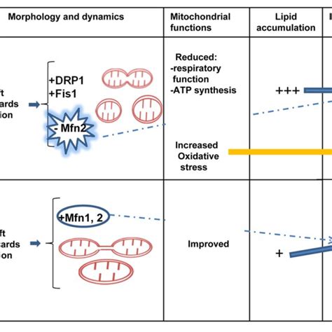 Dietary Fat Source Mitochondrial Dynamics And Skeletal Muscle Ir Download Scientific