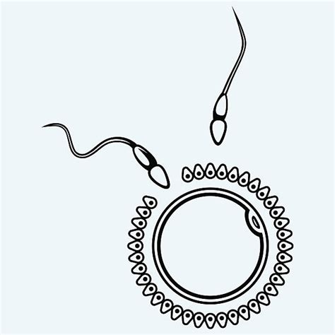 Royalty Free Fecundation Clip Art Vector Images And Illustrations Istock