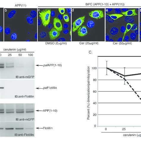 Bimolecular Fluorescence Complementation Bifc Assay Detects App Download Scientific Diagram