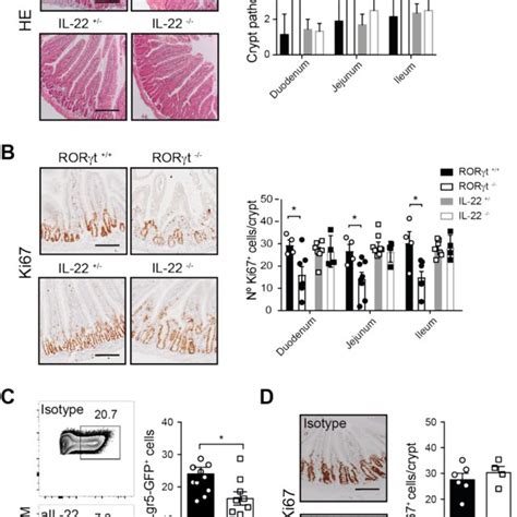 Differential Regulation Of Crypt Proliferation And Stem Cell Download Scientific Diagram