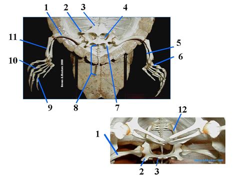Appendicular Skeleton Of The Turtle