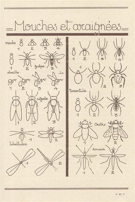 How To Draw Insects Artofit