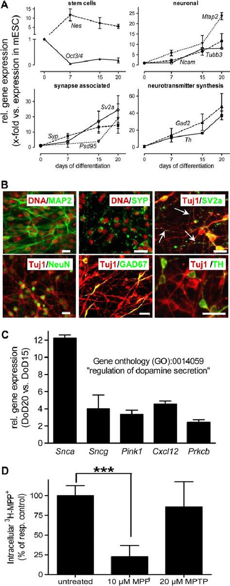 Generation Of A Mixed Neuronal Population From MESC Pluripotent MESC