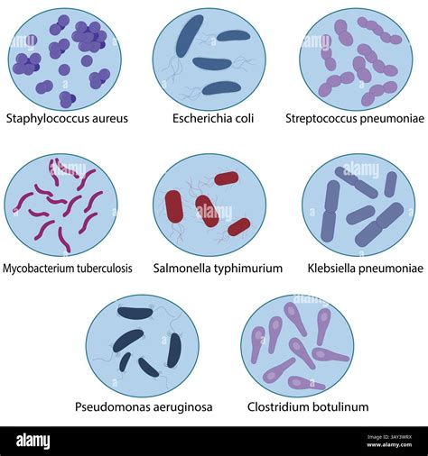 Vector Illustration Set Of Pathogenic Bacteria Stock Vector Image And Art Alamy