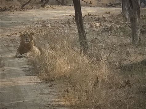 Sasan Gir Safari Gir National Park Lion Safari Gujarat India