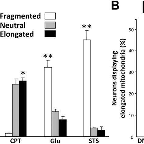Cpt Treatment Increases Mitochondrial Length Unlike Other Neurotoxic Download Scientific