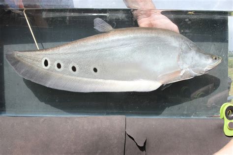 Florida Invasive Species Clown Knifefish Research News
