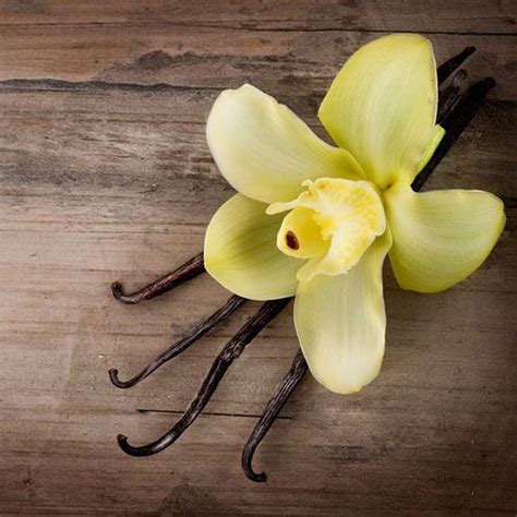 Vanilla Oak Fragrance Oil Eulenhof