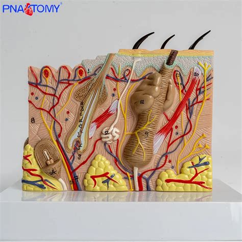Enlarged Human Skin Structure Model Plastic Hair Layer Structure