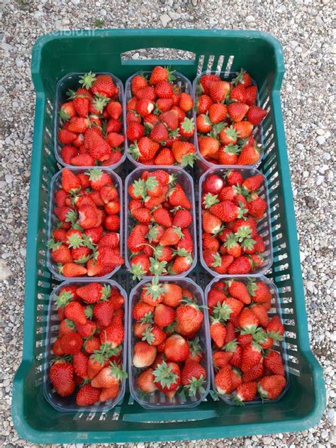 Lietuviškos Braškės Kaune Skelbiu Lt