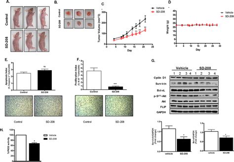 SD 208 Inhibited The Growth Of PC3 Tumor Xenografts In Vivo A D