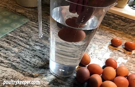 How To Tell If Eggs Are Fresh Poultrykeeper