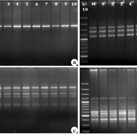 Dna Fingerprinting Patterns Generated By Rapd And Issr Analysis In Dso