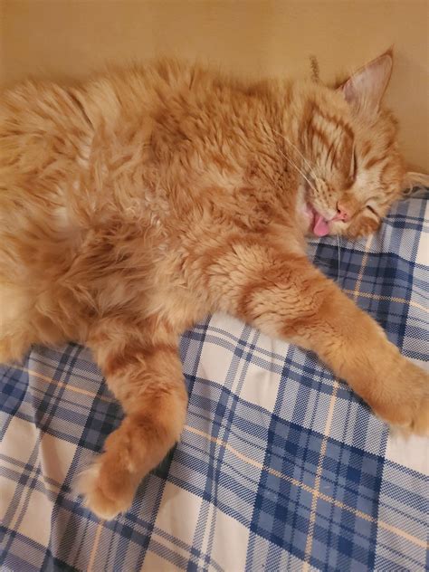 Shhh Dont Wake Him Up Roneorangebraincell