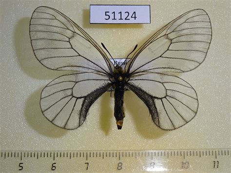 Papilionidae Parnassius Stubbendorfi F Krasnoyarsk Reg Fareastinsects