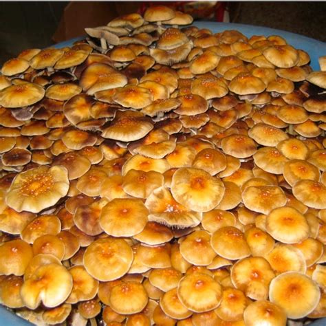 Colombian Rust Spore