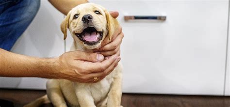 Can Dogs Smell Fear In Humans Wag