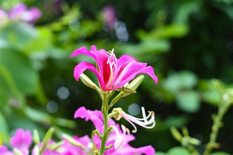 Premium Photo Hong Kong Orchid Tree Or Bauhinia Blakeana Growing In
