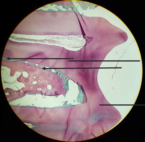 Practical 3 Histology Slides Flashcards Quizlet