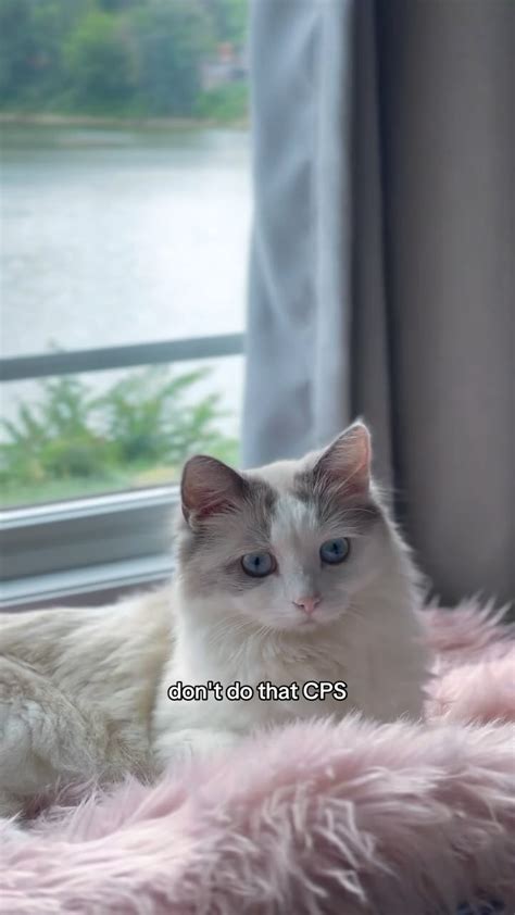 Anna And Ginger Anna And Ginger • Instagram Photos And Videos