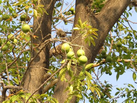 Zapote Tree