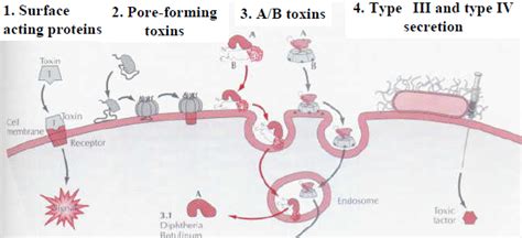 Bacteria Pathogenesis VIA Revision Wiki