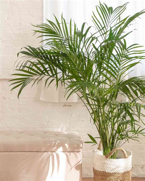 25 Types Of Indoor Palms And How To Care For Them