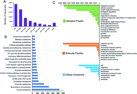 Length Distribution Of Assembled Transcripts Functional Annotation Of